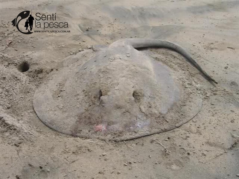 Picadura de Raya - Senti La Pesca