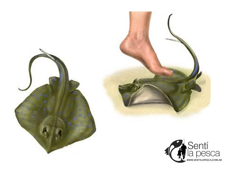 Picadura de Raya - Senti La Pesca