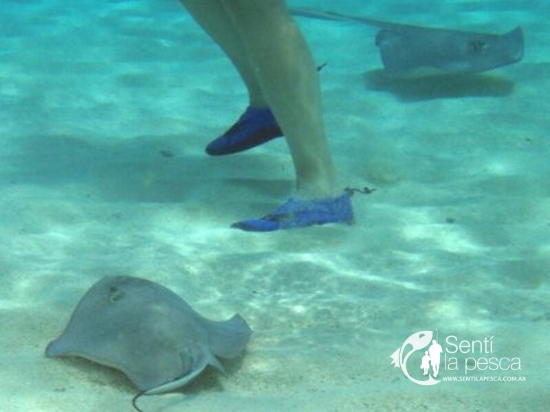 Picadura de Raya - Senti La Pesca